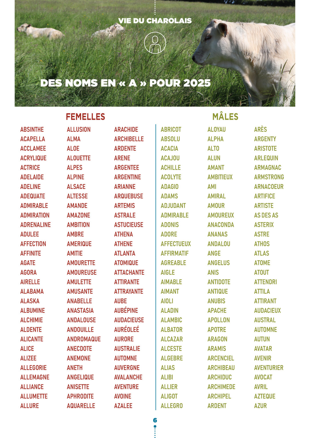 Des Noms En « A Pour 2025 La Charolaise